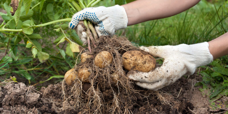 12 Simple Tips For Growing Perfect Potatoes - Salisbury Greenhouse - Blog