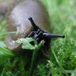 Slugs 101 - Salisbury Greenhouse