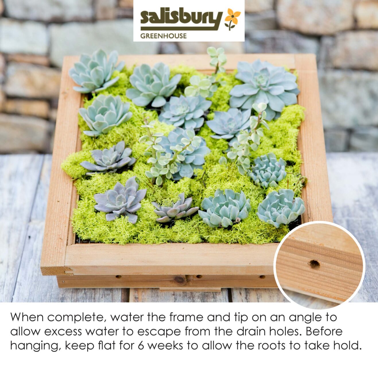 Succulent Window Frame How To - Salisbury Greenhouse