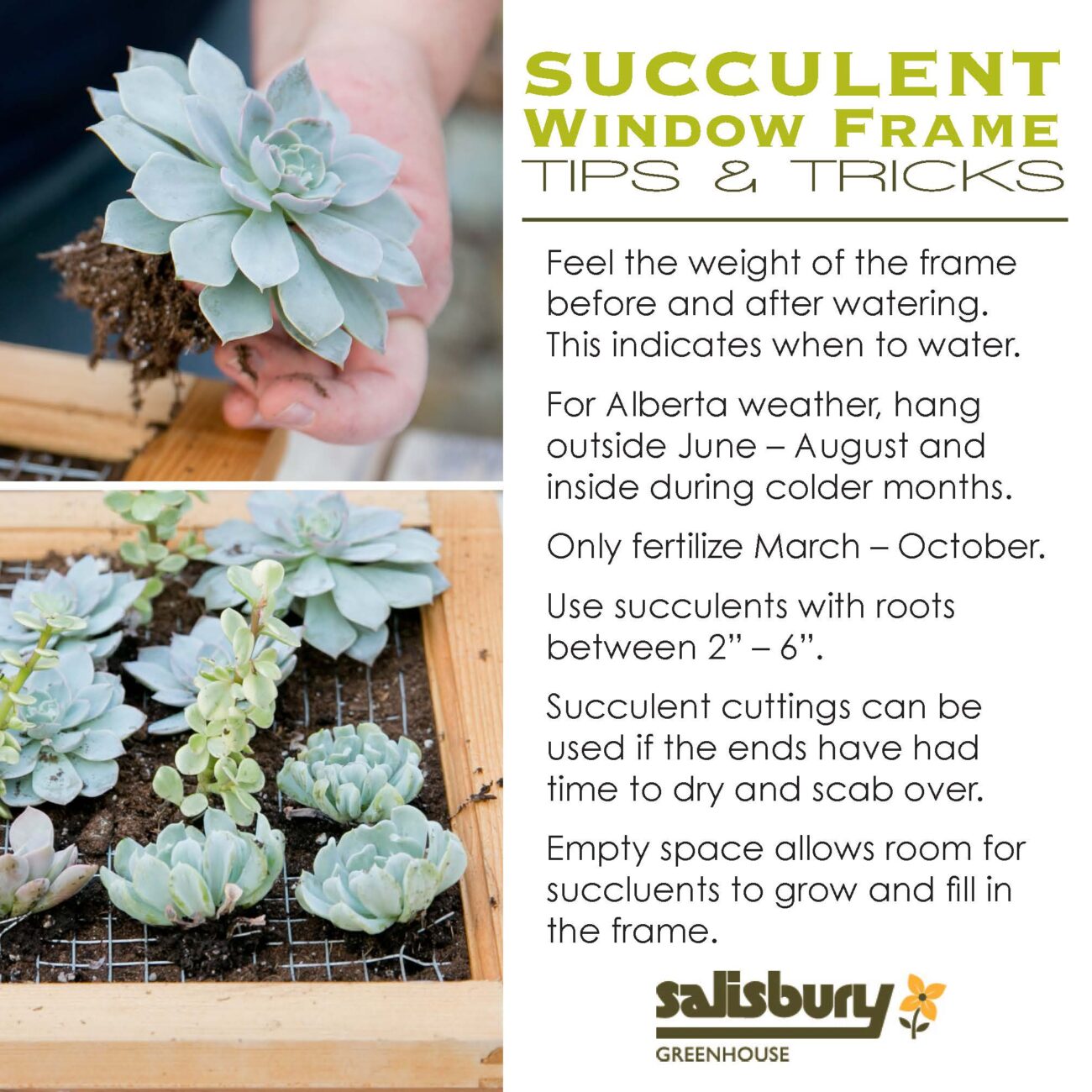 Succulent Window Frame How To - Salisbury Greenhouse