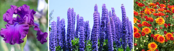 Perennial Blooming Calendar - Salisbury Greenhouse - Blog