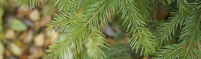 The Magic Of Evergreens | Salisbury Greenhouse, Sherwood Park, Alberta ...