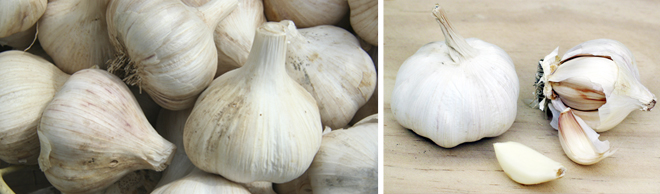 Fall Garlic Planting Guide | Salisbury, Sherwood Park, Alberta, Canada