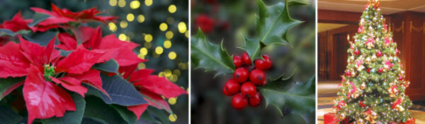 Poisonous Christmas Plants: Myths & Facts - Salisbury Greenhouse - Blog
