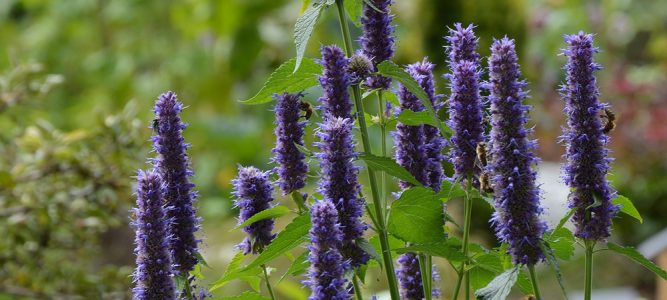 Top 3 Perennials for the Prairies - Salisbury Greenhouse - Blog