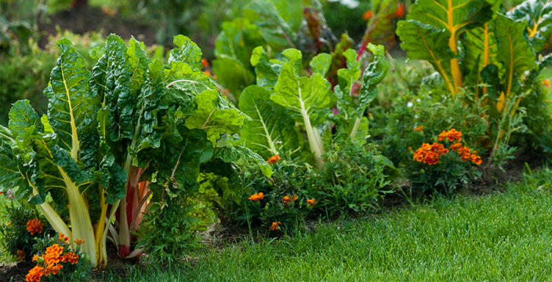 How To Have Less Lawn, and More Veggies - Salisbury Greenhouse - Blog
