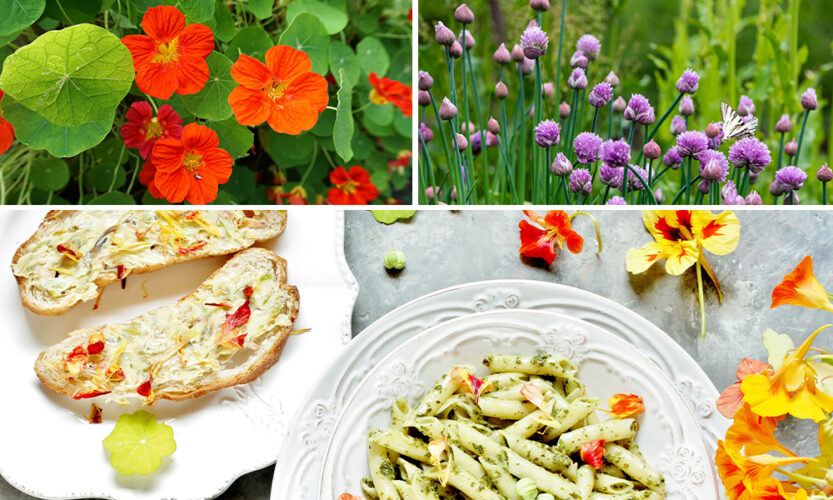 5 Edible Flowers For Fabulous Dishes - Salisbury Greenhouse - Blog