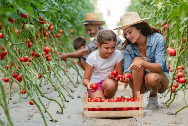 Training Tomatoes: A Crash Course for Beginners - Salisbury Greenhouse ...