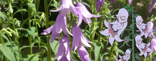 Creeping Bellflower: The Zombie Weed - Salisbury Greenhouse - Blog