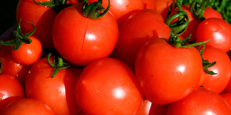 Awesome New Tomato Varieties - Salisbury Greenhouse - Blog