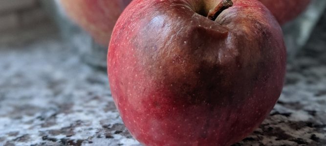 Spotting and Treating Early and Late Blight in the Garden - Salisbury ...