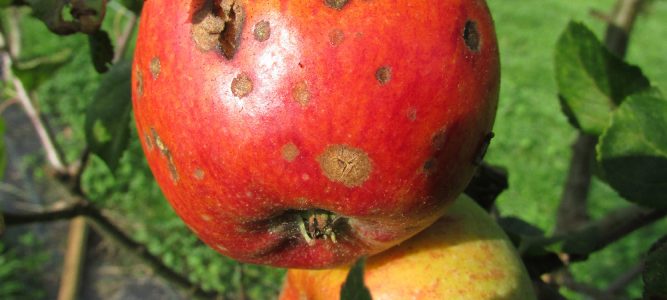 Spotting and Treating Early and Late Blight in the Garden - Salisbury ...