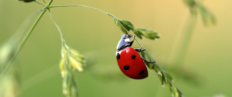 Bug Friendly Gardening - Salisbury Greenhouse - Blog