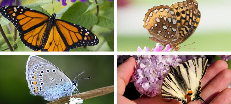 Butterfly Gardening 101 - Salisbury Greenhouse - Blog