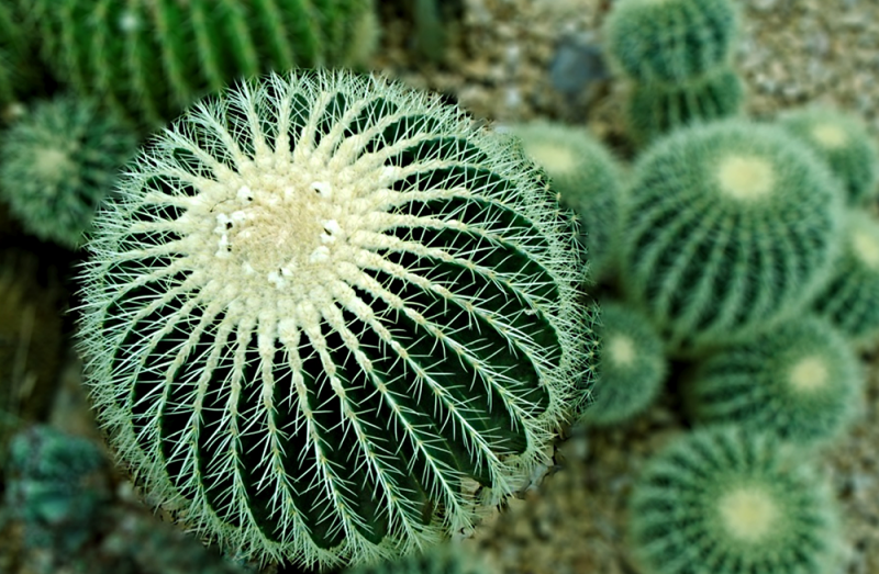 Cactus Care Tips PLUS Hottest Varieties - Salisbury Greenhouse - Blog