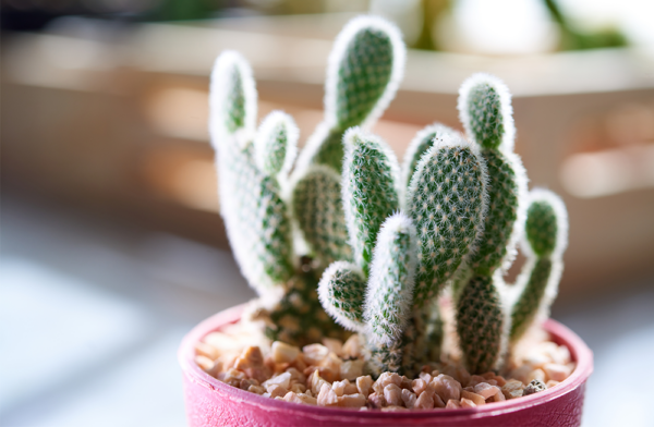Cactus Care Tips PLUS Hottest Varieties - Salisbury Greenhouse - Blog