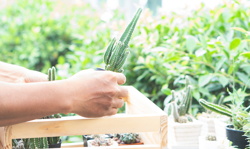Cactus Care Tips PLUS Hottest Varieties - Salisbury Greenhouse - Blog