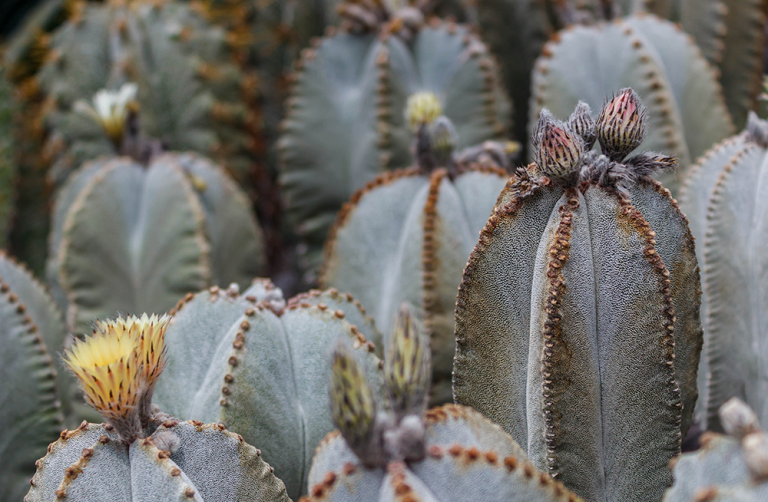 Cactus Care Tips PLUS Hottest Varieties - Salisbury Greenhouse - Blog
