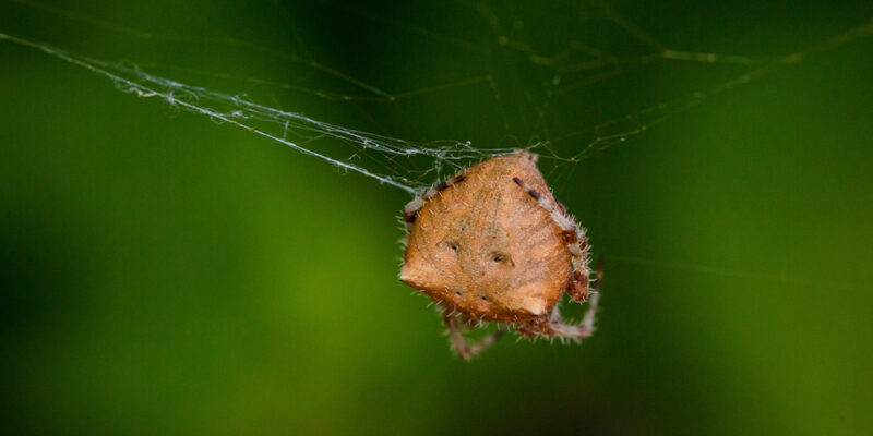 Cat-Faced Spider: The Hardworking Staff Member You Didn't Know Your ...
