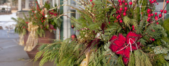 Christmas Container Gardening - Salisbury Greenhouse - Blog