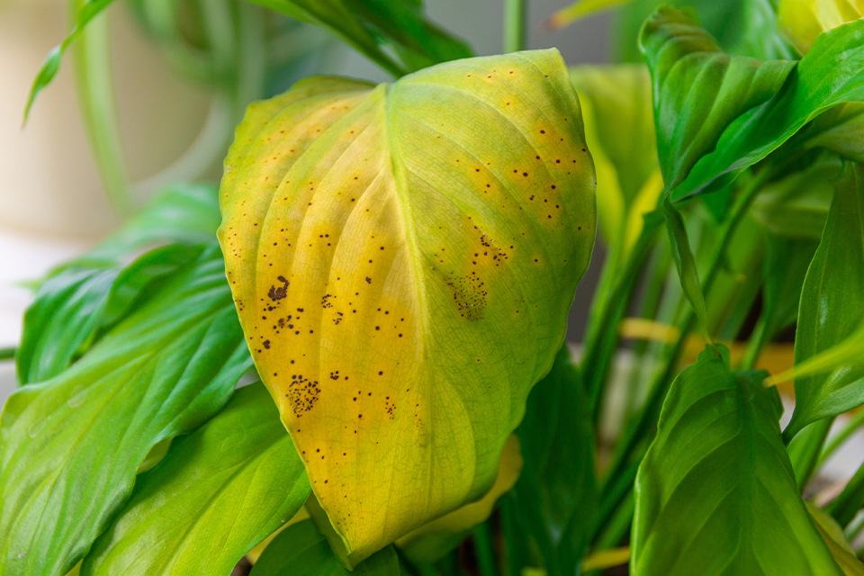 Common Houseplant Pests | Salisbury Greenhouse