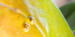 Common Houseplant Pests | Salisbury Greenhouse