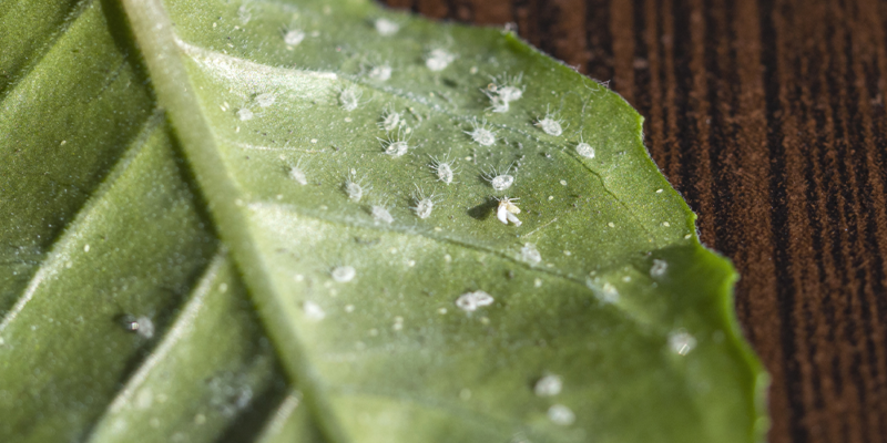 Common Houseplant Pests | Salisbury Greenhouse