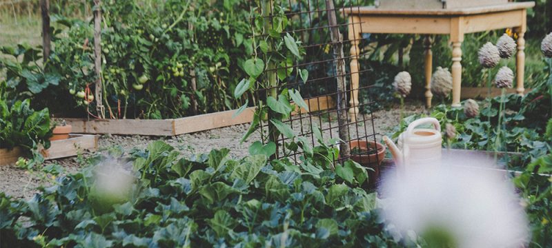 Edible Garden Layouts 101 - Salisbury Greenhouse - Blog