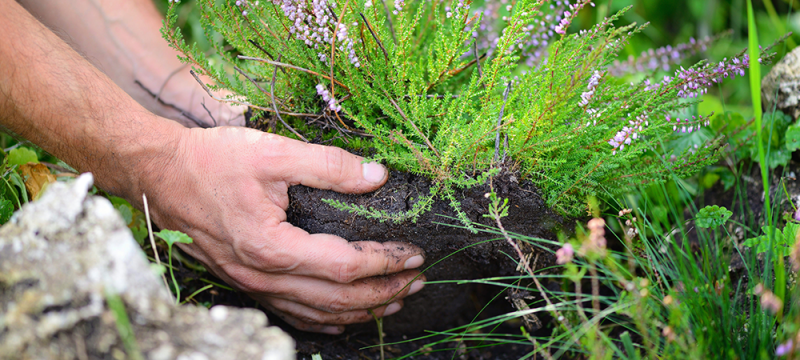 Fall Care Guide for Tender Perennials - Salisbury Greenhouse - Blog