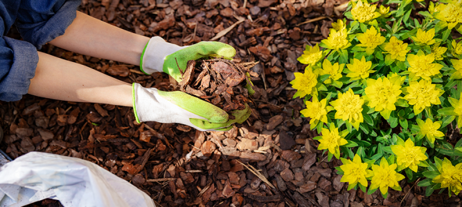 Fall Care Guide for Tender Perennials - Salisbury Greenhouse - Blog