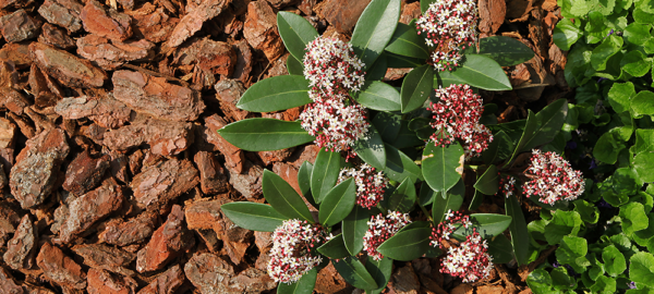 Fall Care Guide for Tender Perennials - Salisbury Greenhouse - Blog