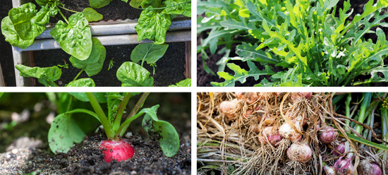 Fall Planting Guide - Salisbury Greenhouse - Blog