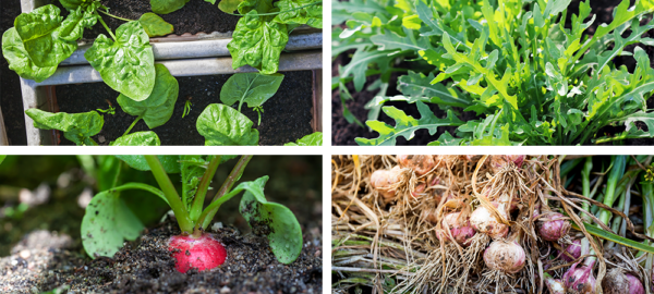 Fall Planting Guide - Salisbury Greenhouse - Blog