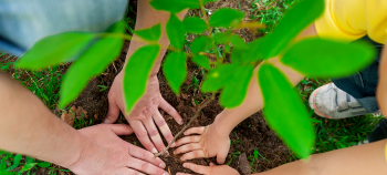 Fall Planting Guide - Salisbury Greenhouse - Blog