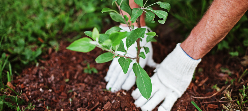 Fall Planting Guide - Salisbury Greenhouse - Blog