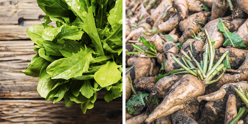 Grow Your Own Chicory Root: A Natural Anti-Inflammatory Herb ...