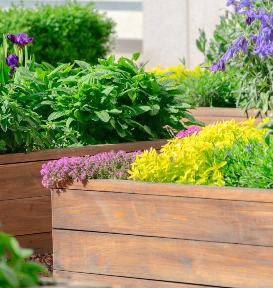 Growing Under the Spruce Tree - Salisbury Greenhouse