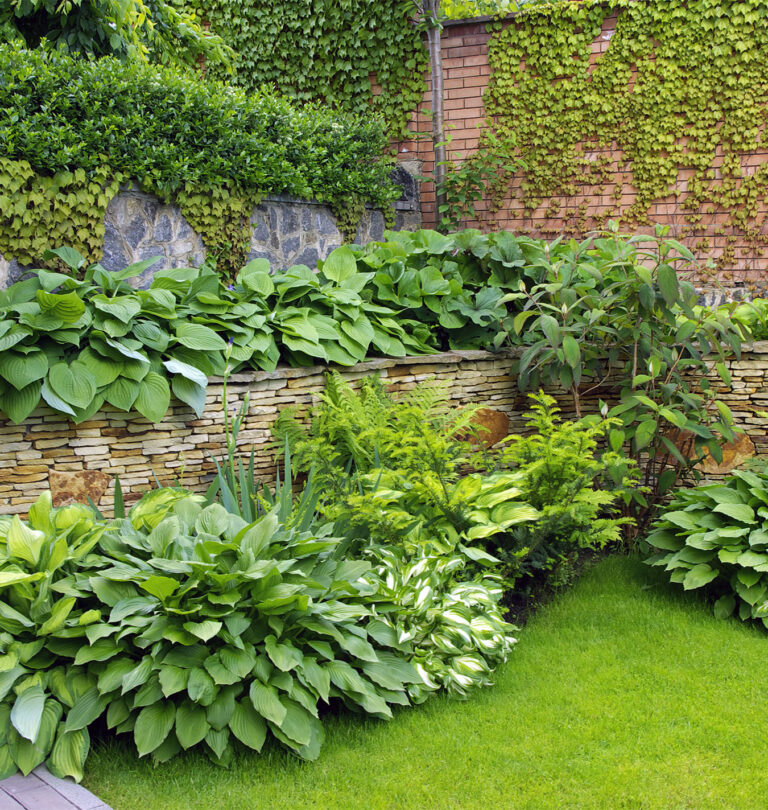 Mountain Ash Trees in Alberta - Salisbury Greenhouse - Blog