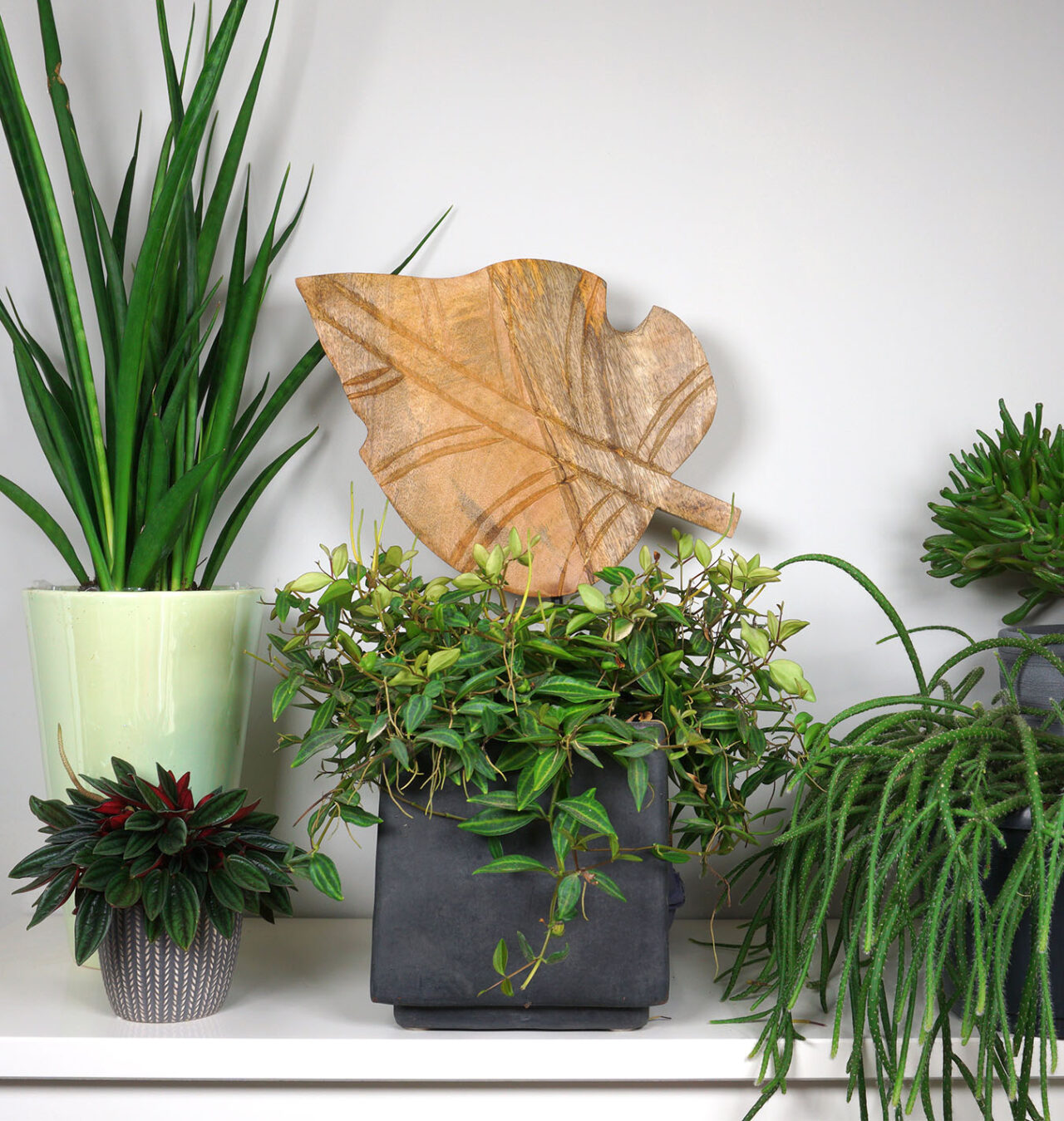 A Minimalist’s Guide To Houseplants - Salisbury Greenhouse - Blog