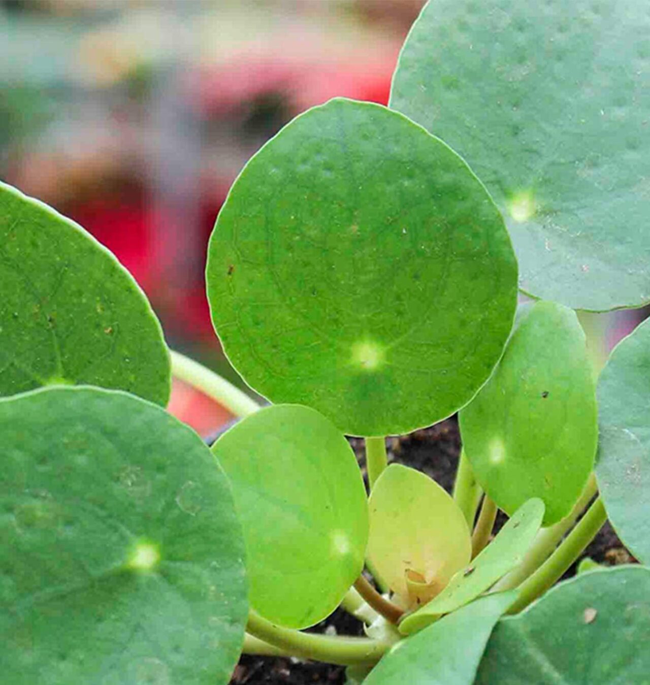 Jade Houseplant Care 101– Salisbury Greenhouse