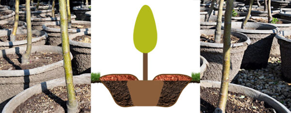 Tree Planting 101 - Salisbury Greenhouse - Blog