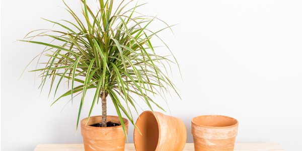 How to Care for Dragon Tree - Salisbury Greenhouse - Blog