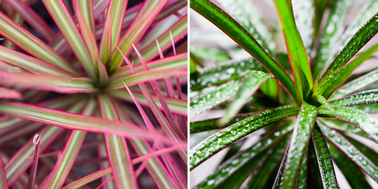 How to Care for Dragon Tree - Salisbury Greenhouse - Blog