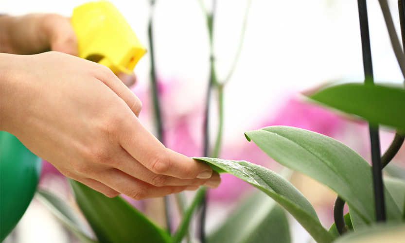 How to Revive a Dying Houseplant - Salisbury Greenhouse - Blog