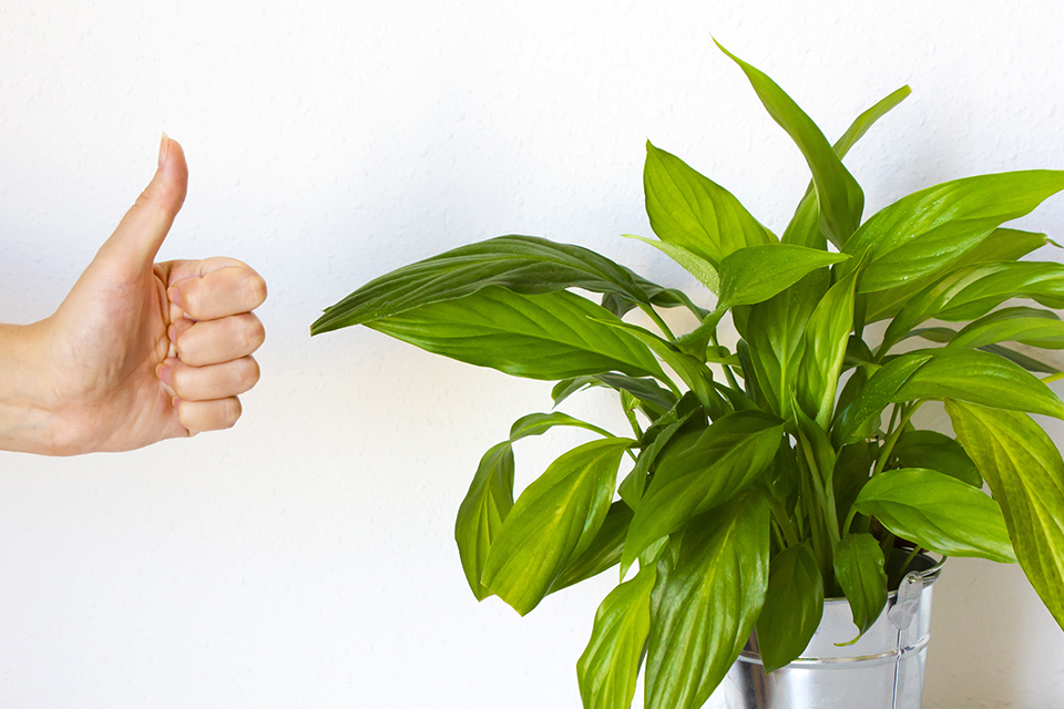 How to Successfully Isolate Your New Plants - Salisbury Greenhouse