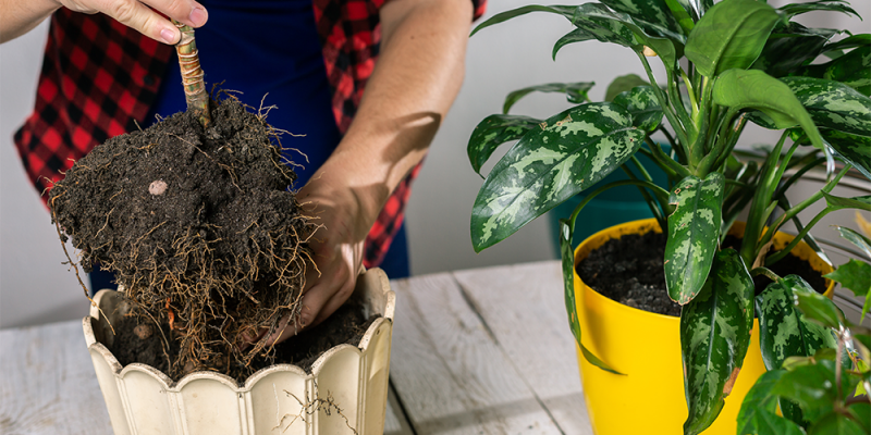 How to Transplant a Houseplant - Salisbury Greenhouse - Blog