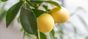 Indoor Citrus Plants for the Home - Salisbury Greenhouse - Blog