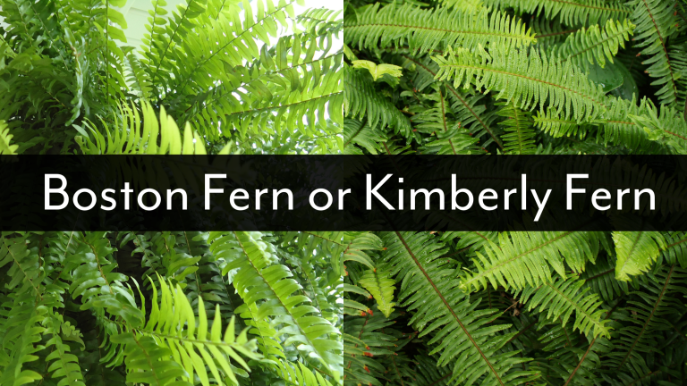 The Difference Between Kimberly Queen Fern and Boston Fern - Salisbury ...