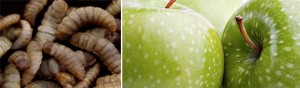 Apple Maggots 101 - Salisbury Greenhouse - Blog