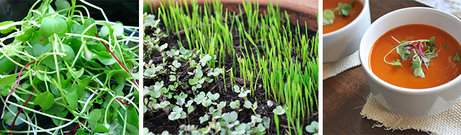 Can we Eat Healthier in Winter? - Salisbury Greenhouse - Blog